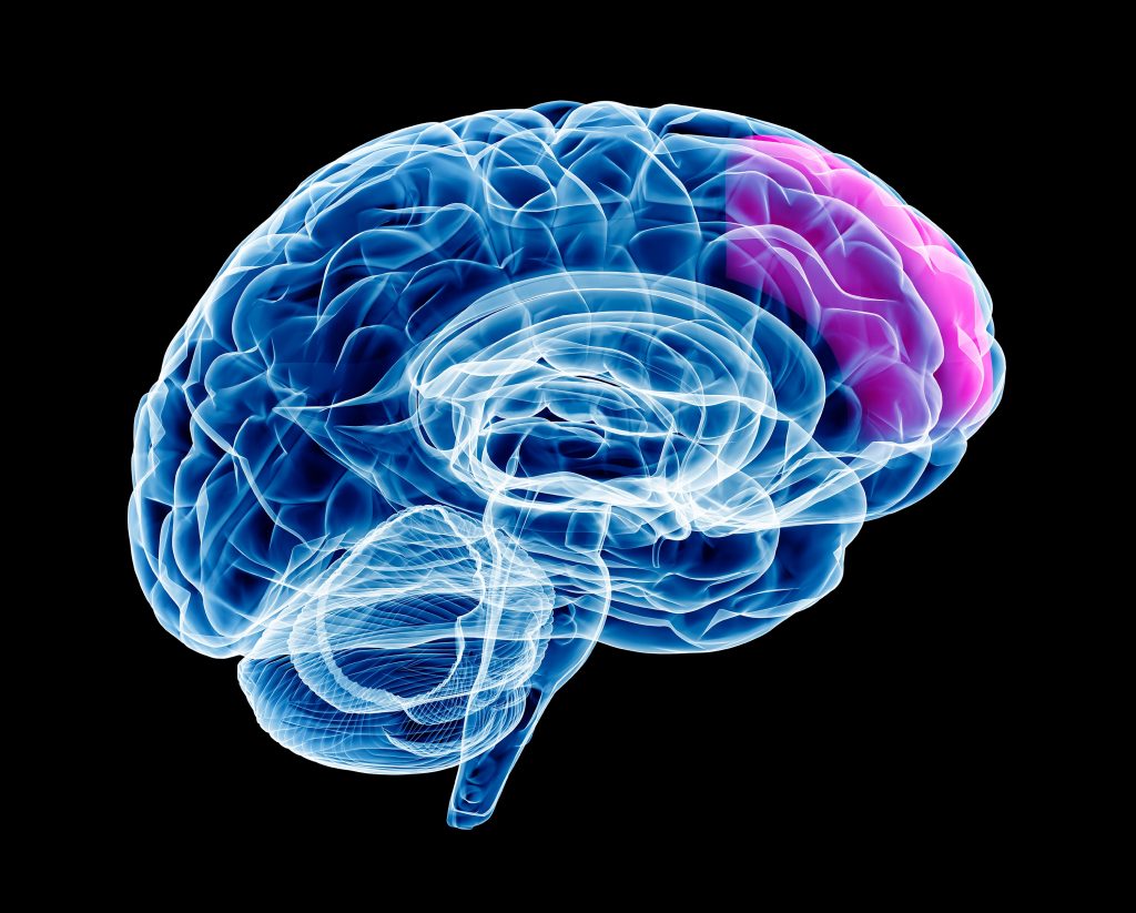 Train the Brain: Understanding How the mPFC Relates to Sales Training | CLD